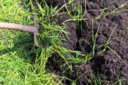 Why You Should Be Using Green Manures To Improve Soil Structure And ...