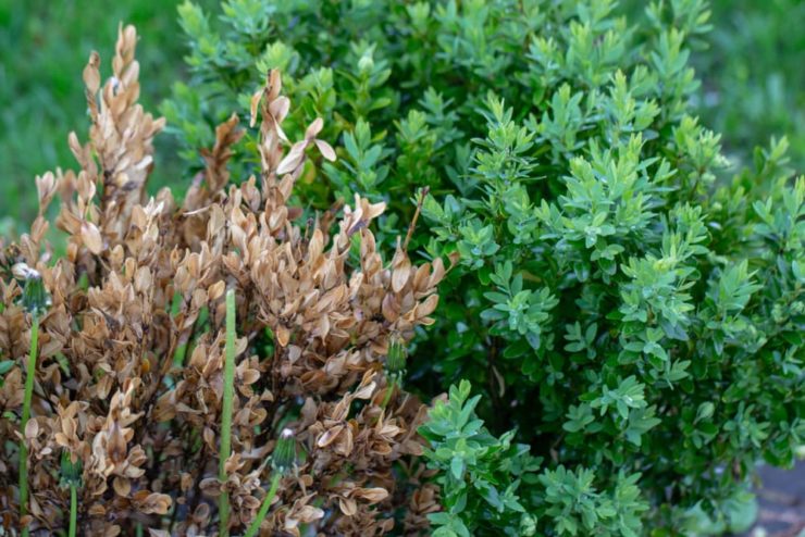 These Are The Signs Of Box Blight: Act Quickly To Save Your Plants Says ...
