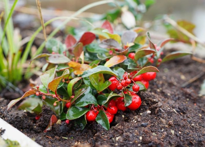 Chris Lee's Must-Have Small Flowering Shrubs For Easy Gardening ...