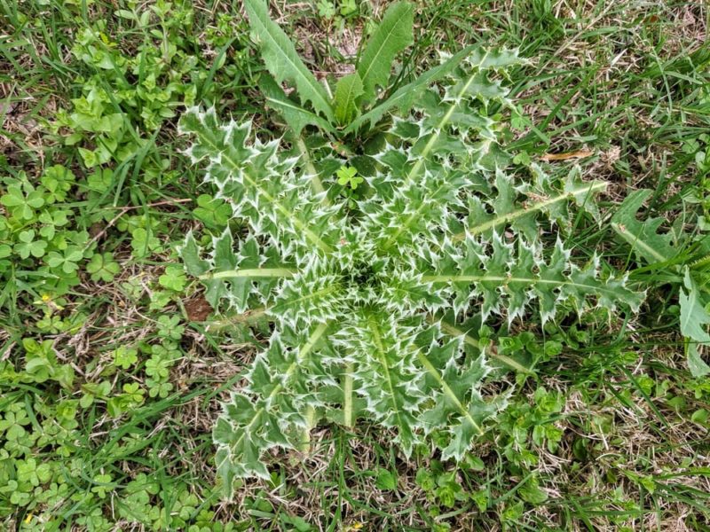 Look Out For These Weeds! Gardeners Share 30 Common Types You'll ...