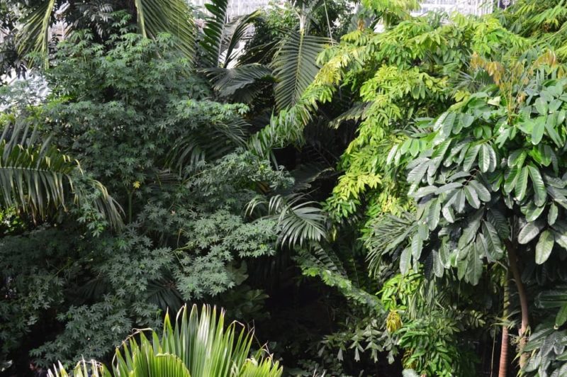 Tropical Gardens Are Possible In Cooler Climates - Here's 11 Inventive ...