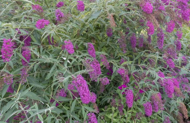 21 Fast-Growing Shrubs For Gardens | Horticulture.co.uk