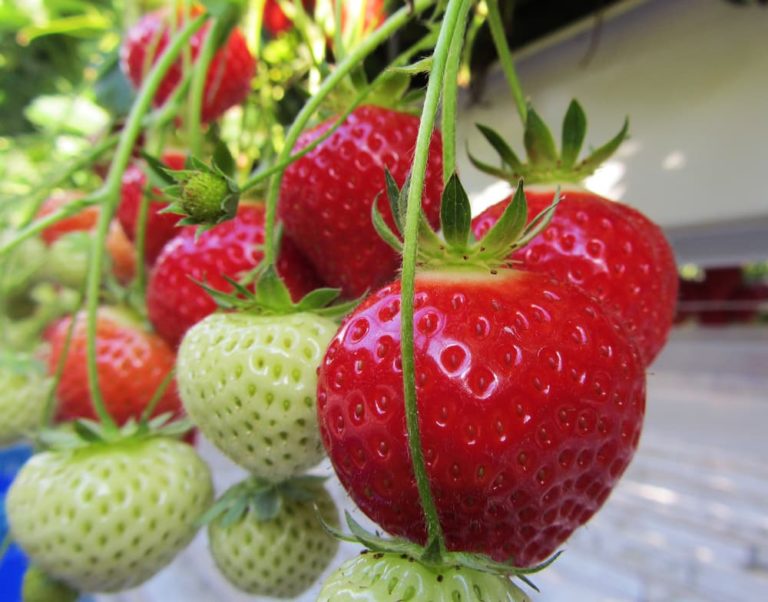 Grow DIY Hydroponic Strawberries Without The Soil Using These Systems ...