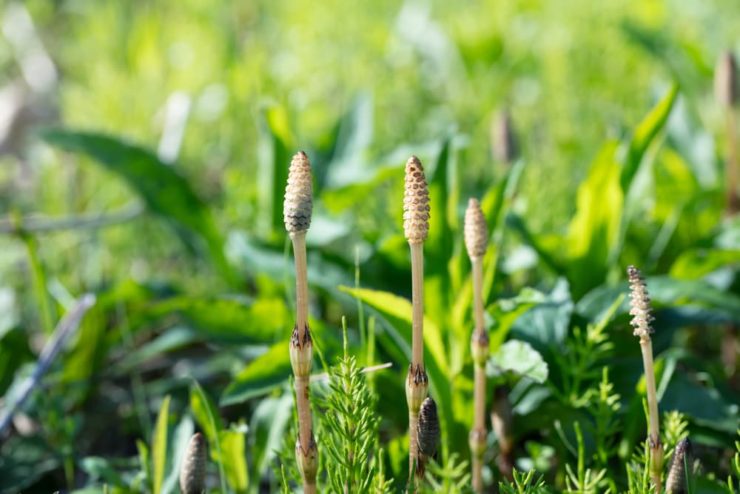 A Horsetail Infestation Is Difficult To Control - Here Are 5 Solutions ...