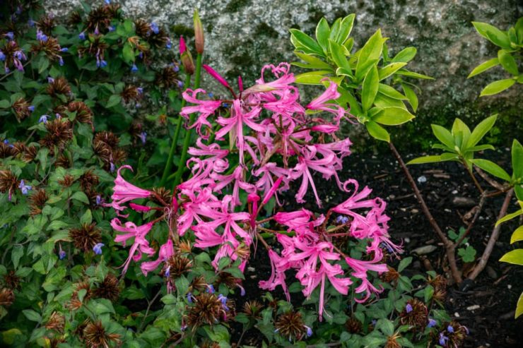 Can't Let Go Of Summer? Here Are 17 Autumn Flowering Bulbs For Late ...