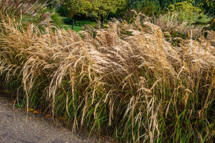 Horticulturists Share 10 Ornamental Grass Types For Movement In The ...
