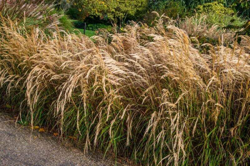 Horticulturists Share 10 Ornamental Grass Types For Movement In The ...