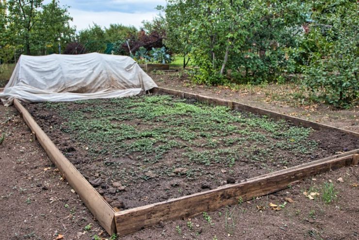 Why You Should Be Using Green Manures To Improve Soil Structure And ...