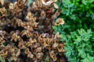 These Are The Signs Of Box Blight: Act Quickly To Save Your Plants Says ...