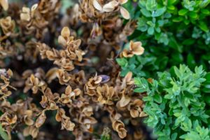 These Are The Signs Of Box Blight: Act Quickly To Save Your Plants Says ...