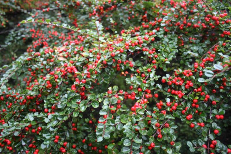 Chris Lee's Must-Have Small Flowering Shrubs For Easy Gardening ...