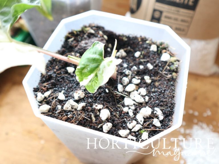 Perlite vs Vermiculite: What Are The Differences And Which Is The Best ...