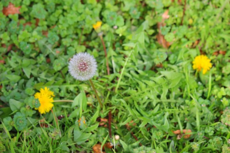 Look Out For These Weeds! Gardeners Share 30 Common Types You'll ...