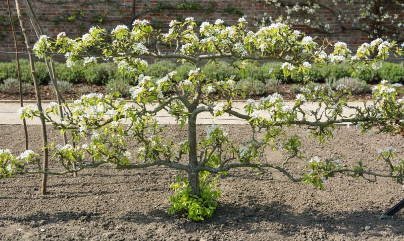 How To Create An Espalier Fruit Tree Screen | Horticulture.co.uk