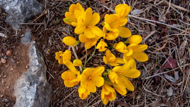 Can't Let Go Of Summer? Here Are 17 Autumn Flowering Bulbs For Late ...