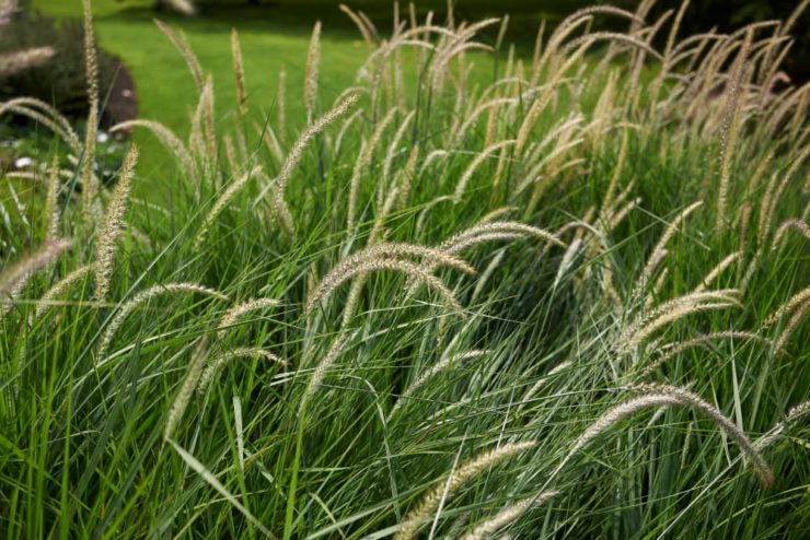 Horticulturists Share 10 Ornamental Grass Types For Movement In The ...