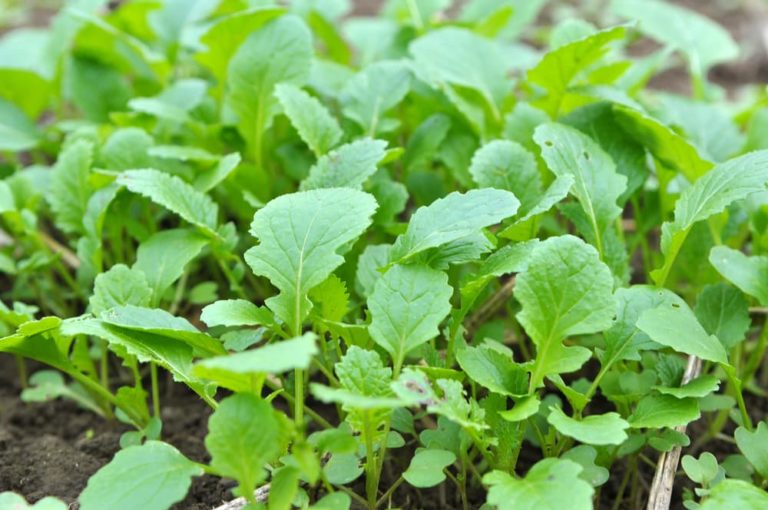 Why You Should Be Using Green Manures To Improve Soil Structure And ...