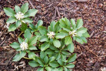 Chris Lee's Must-Have Small Flowering Shrubs For Easy Gardening ...