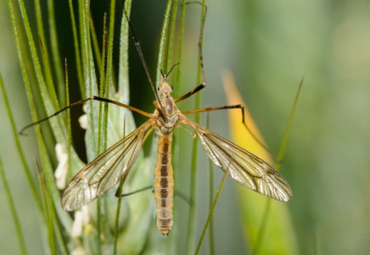 Organic Gardener Shares How To Identify And Fix A Serious Leatherjacket ...