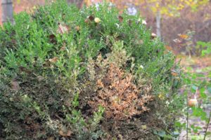These Are The Signs Of Box Blight: Act Quickly To Save Your Plants Says ...