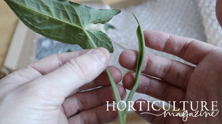 Master Horticulturist's Guide To Taking And Propagating Plant Cuttings ...