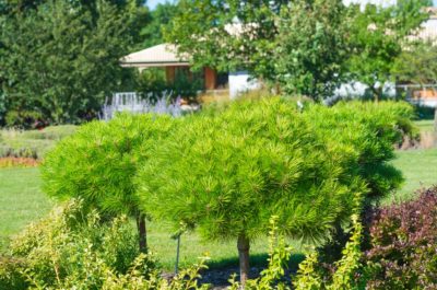 17 Popular Dwarf Evergreen Trees With Garden Designer Jilayne Rickards ...