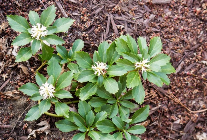 Chris Lee's Must-Have Small Flowering Shrubs For Easy Gardening ...