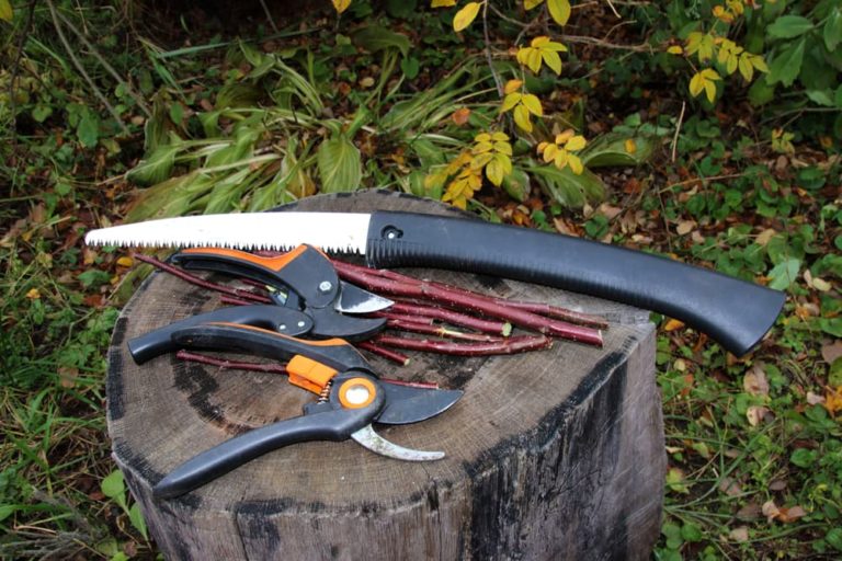 Registered Arborist Dan Ori On The Reasons To Prune An Apple Tree (And ...