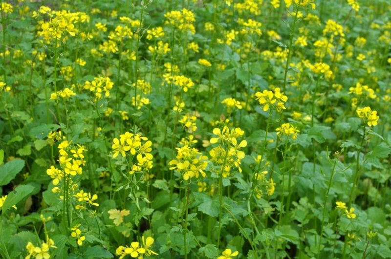 Why You Should Be Using Green Manures To Improve Soil Structure And ...