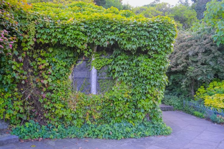 Overgrown Ivy Can Become Problematic - Consider These Ideas To Control ...