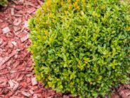 These Are The Signs Of Box Blight: Act Quickly To Save Your Plants Says ...