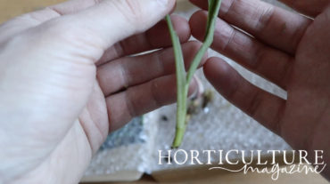 Master Horticulturist's Guide To Taking And Propagating Plant Cuttings ...