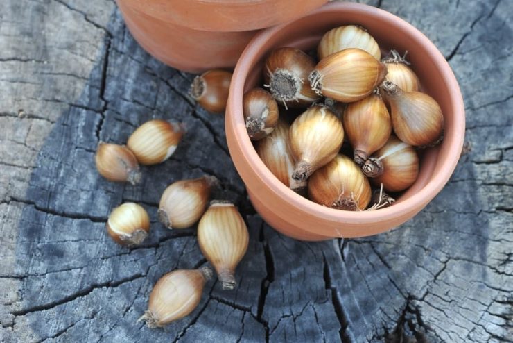When Should You Plant Spring Bulbs? Guidelines For 10 Common Types ...