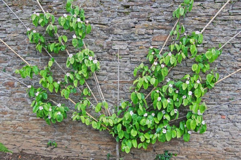 How To Create An Espalier Fruit Tree Screen | Horticulture.co.uk