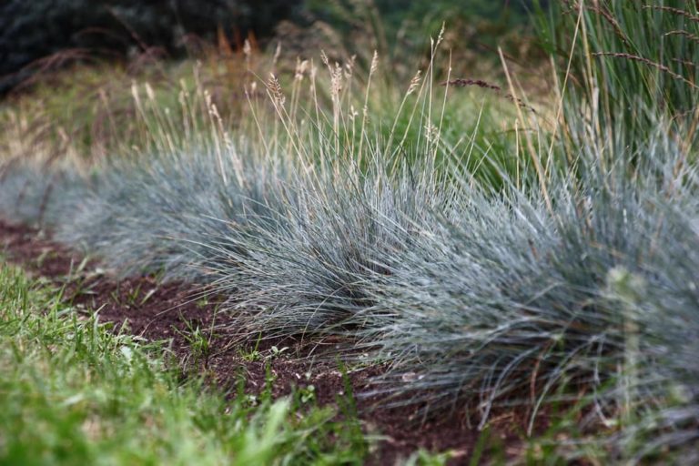10 Incredible Types Of Ornamental Grasses | Horticulture.co.uk