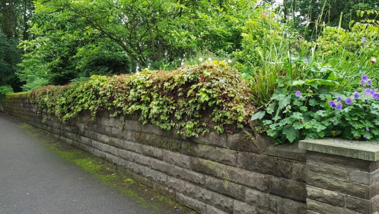 Overgrown Ivy Can Become Problematic - Consider These Ideas To Control ...