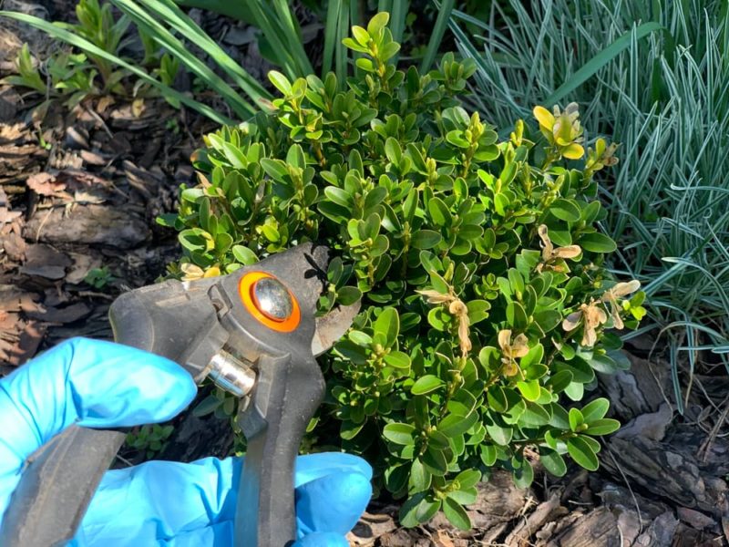 These Are The Signs Of Box Blight: Act Quickly To Save Your Plants Says ...