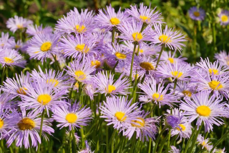 20 Hardy Perennials Perfect For Naturalistic, Dense Planting ...