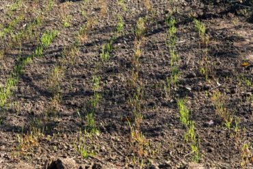 Why You Should Be Using Green Manures To Improve Soil Structure And ...