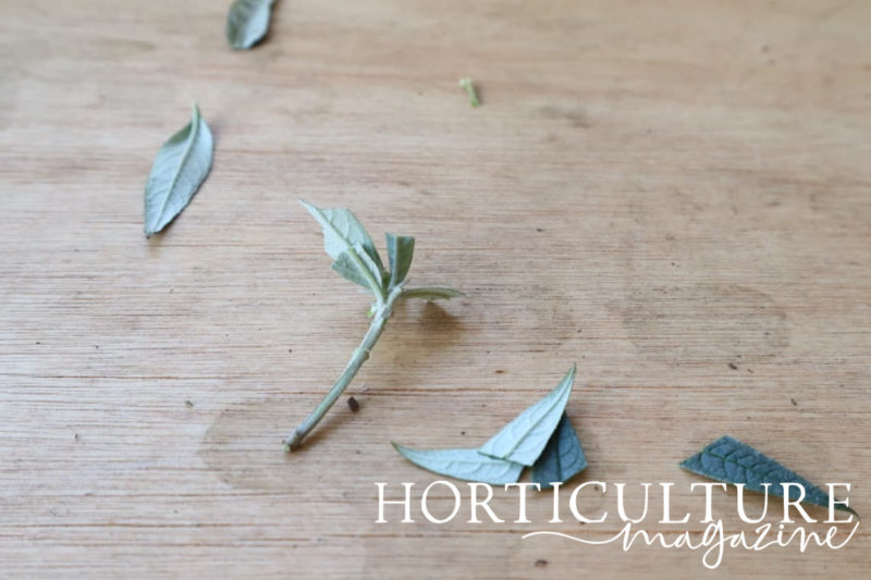 Master Horticulturist's Guide To Taking And Propagating Plant Cuttings ...