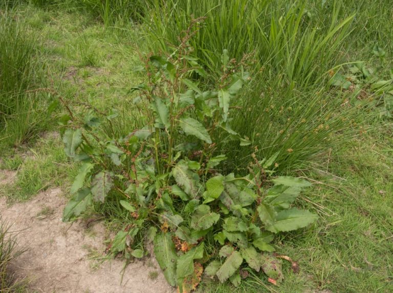 Look Out For These Weeds! Gardeners Share 30 Common Types You'll ...