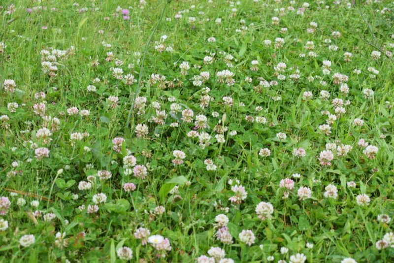 Why (& How) To Use Green Manure Crops | Horticulture.co.uk