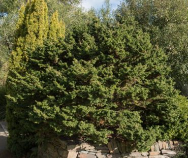 17 Popular Dwarf Evergreen Trees With Garden Designer Jilayne Rickards ...