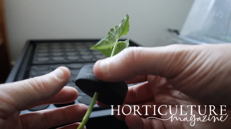 Master Horticulturist's Guide To Taking And Propagating Plant Cuttings ...