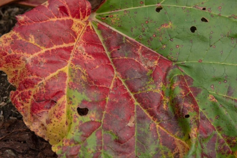 15 Knockout Trees With Foliage That Turns Red In Autumn | Horticulture ...