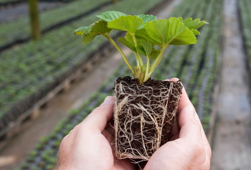 Grow DIY Hydroponic Strawberries Without The Soil Using These Systems ...
