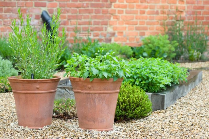 27 Best Plants To Grow In Pots & Containers | Horticulture.co.uk