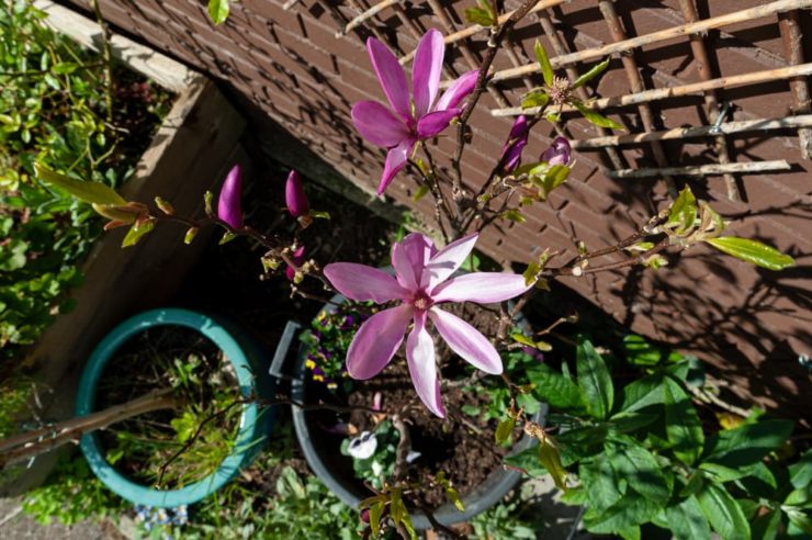 Why Growing Magnolias In Pots Allows You To Easily Meet Their pH ...