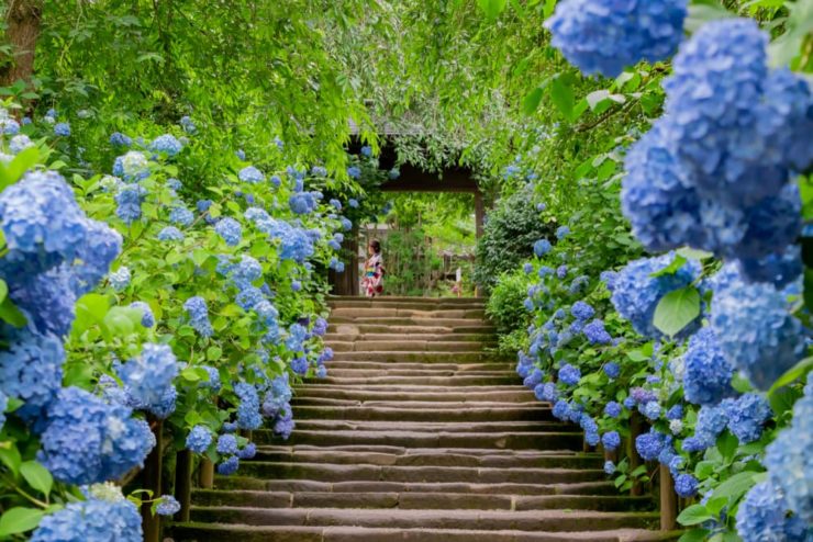 Here's 10 Vivid Blue Flowering Shrubs Grown By Colin Skelly ...