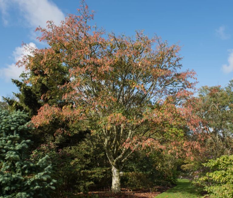 10 Acer Tree & Bush Types For Your Garden | Horticulture.co.uk